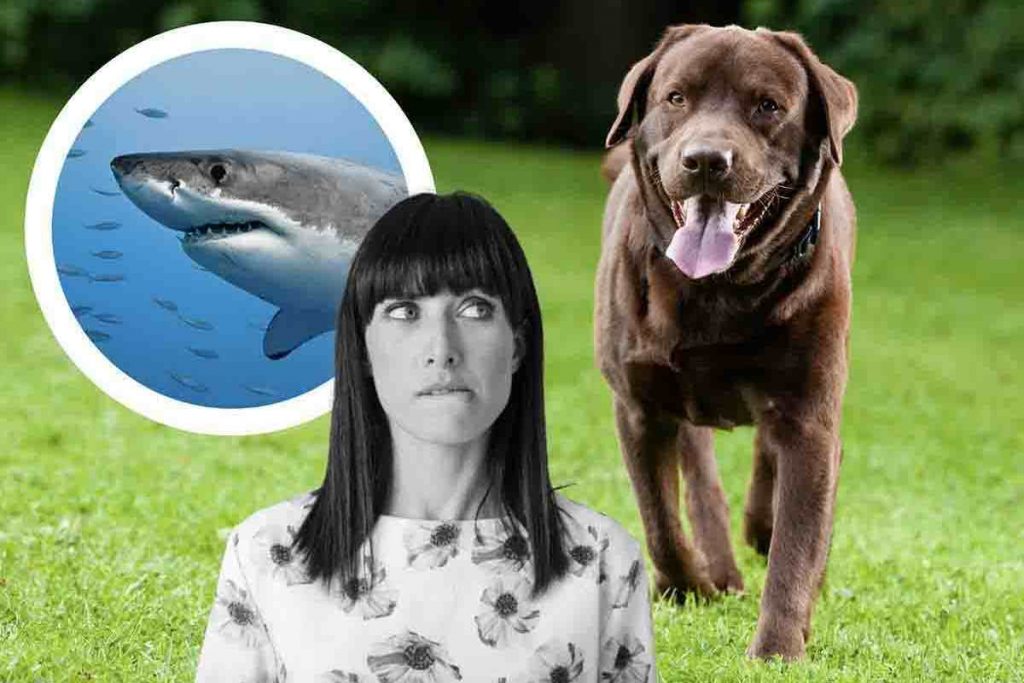 Il cane e uno squalo insieme: quello che accade è impensabile - Ma Che ...